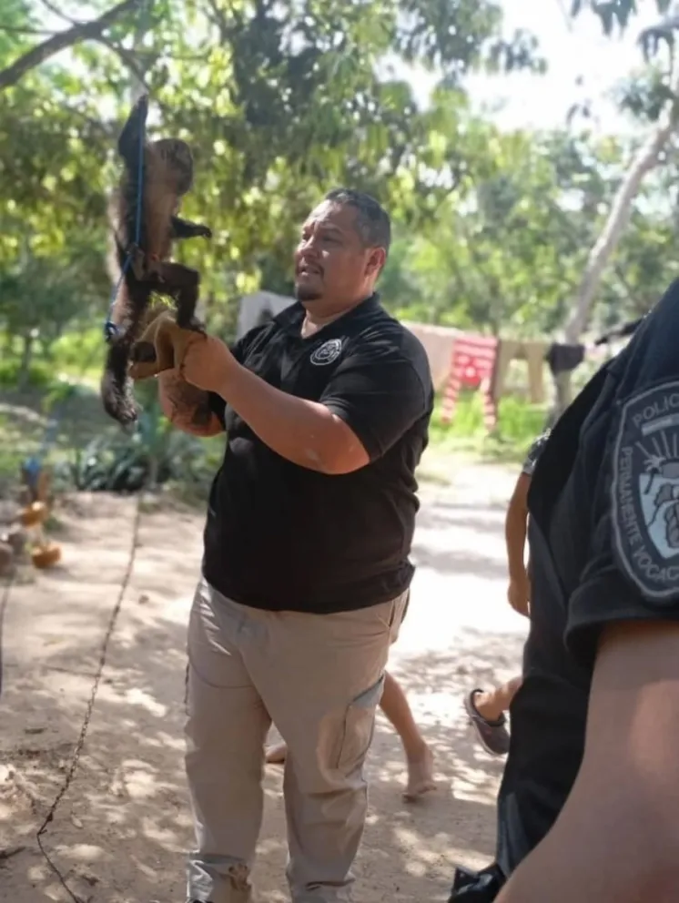 Compromiso con la selva: rescataron un tucán y un mono capuchino | Stop ...